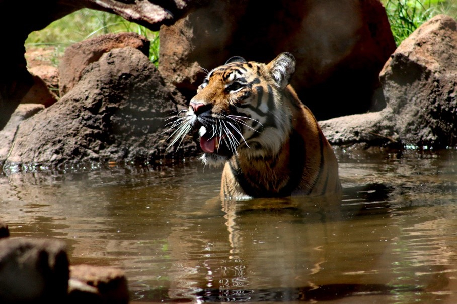 Hawaii Ahe Laparoscopic Artificial Insemination performed on endangered ...